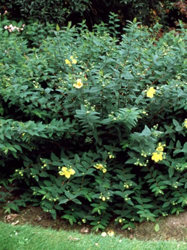 st. john's wort for mood support