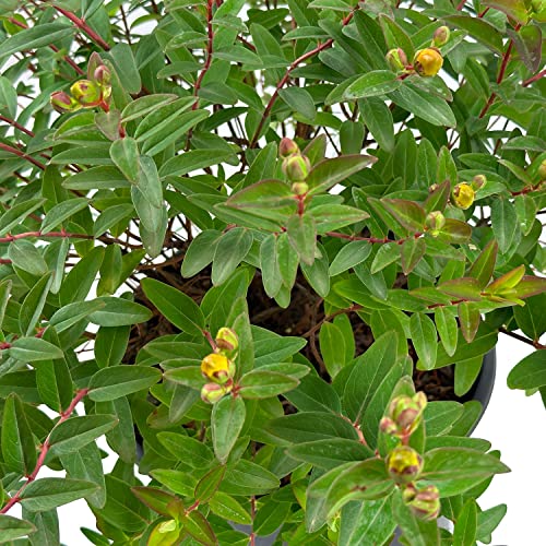 st. john's wort for natural remedies