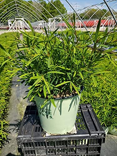 st. john's wort for natural wellness