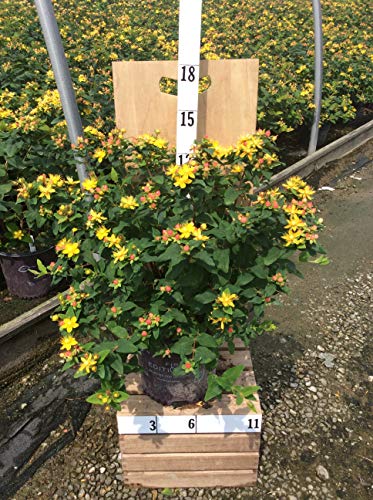 st. john's wort for overall well-being