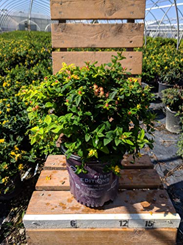 st. john's wort for stress relief