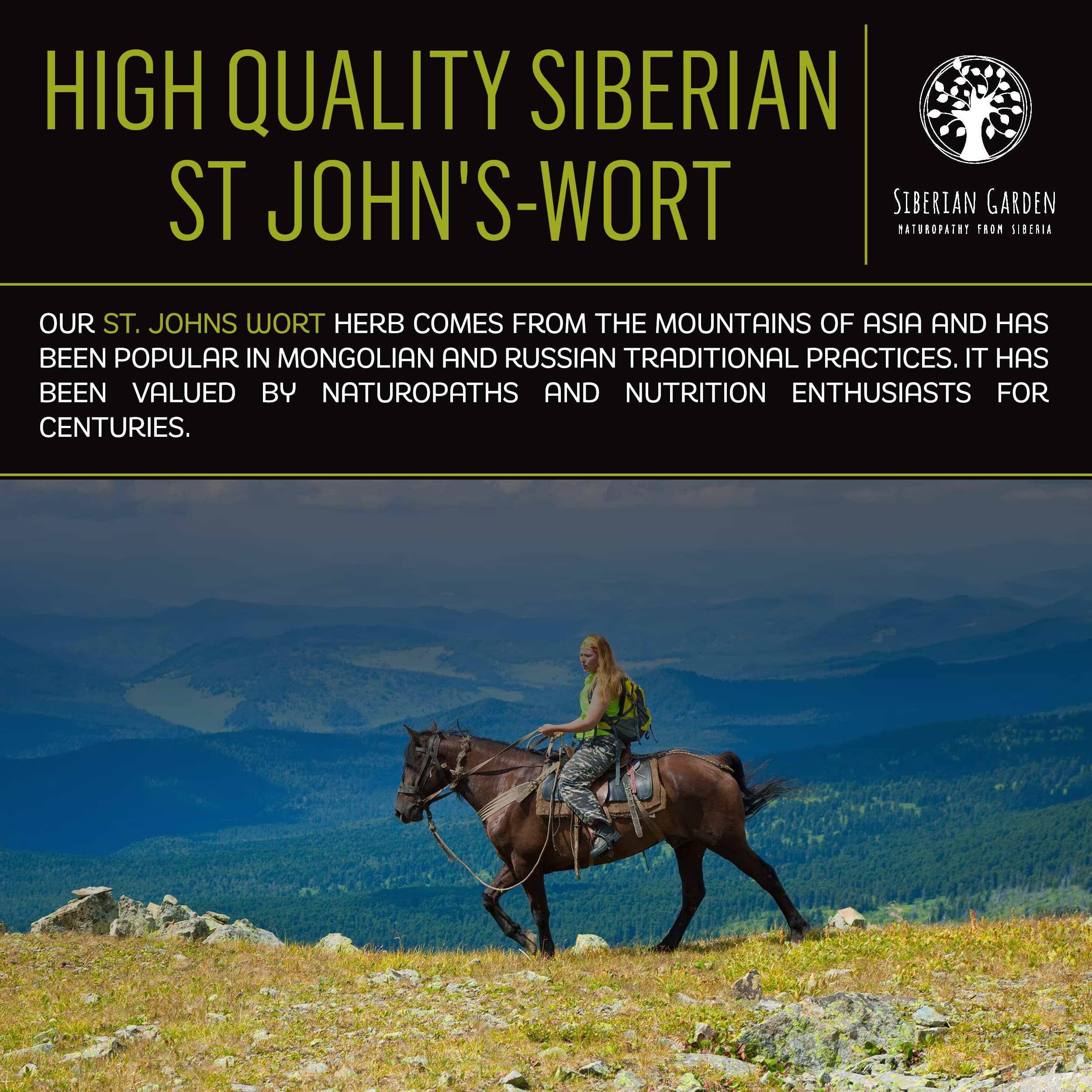 st. john's wort from Altai Mountains
