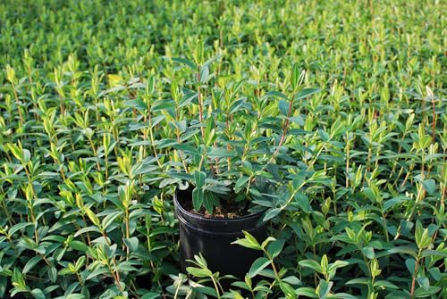st. john's wort herbal supplement uses