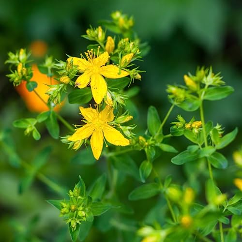 St. John's Wort herbal tea for energy