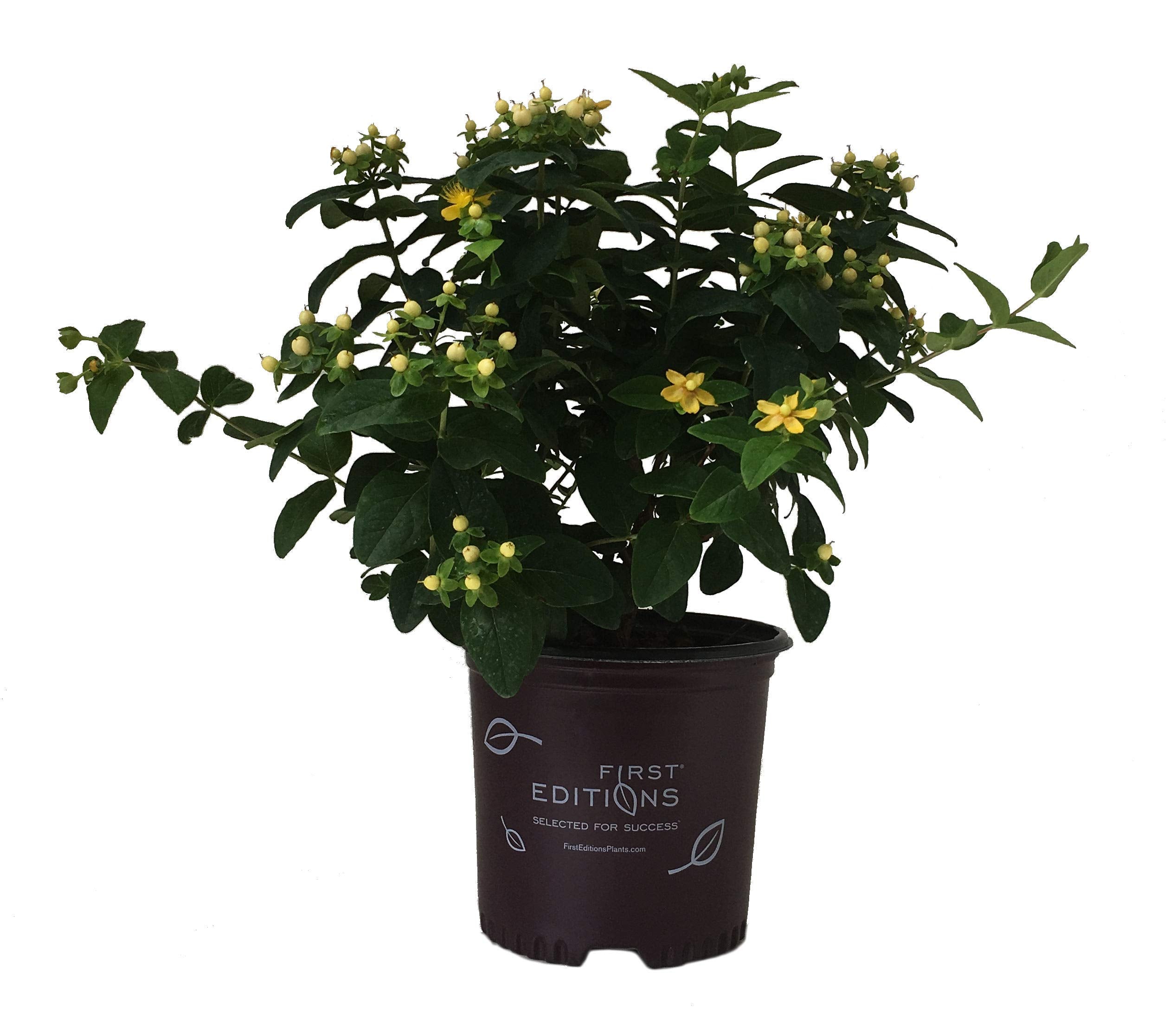st. john's wort oil for health