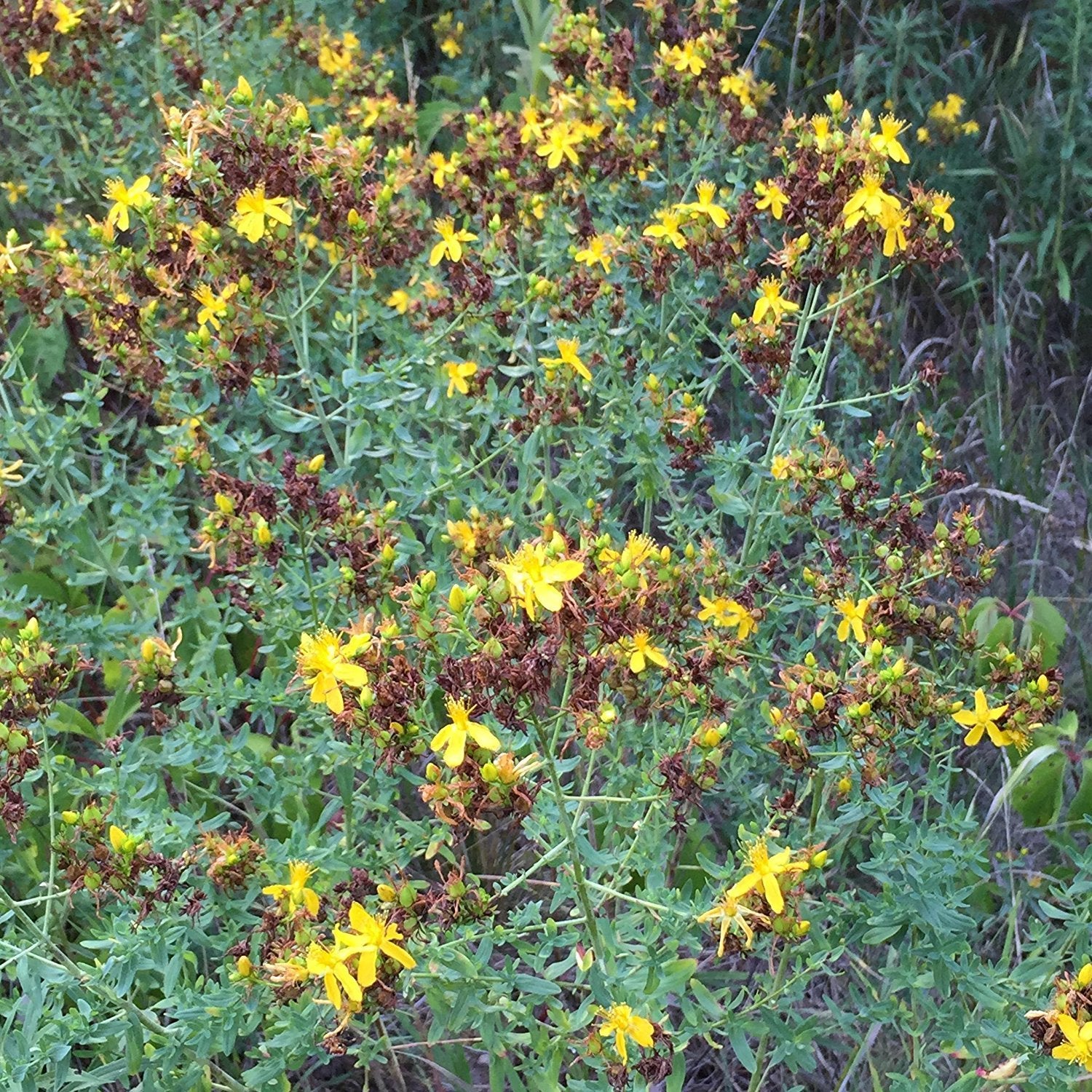 st. john's wort oil for natural health