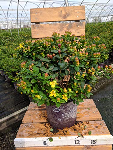 st. john's wort oil for relaxation