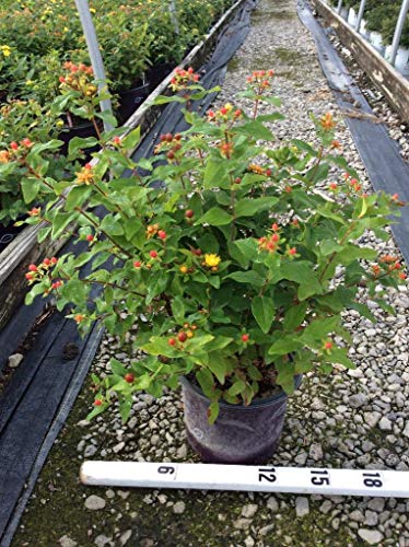 st. john's wort oil for stress relief