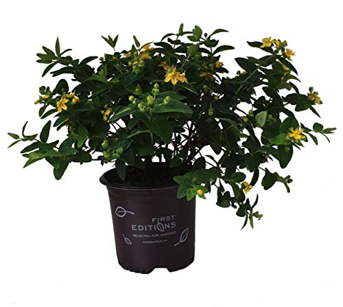 st. john's wort oil for wellness