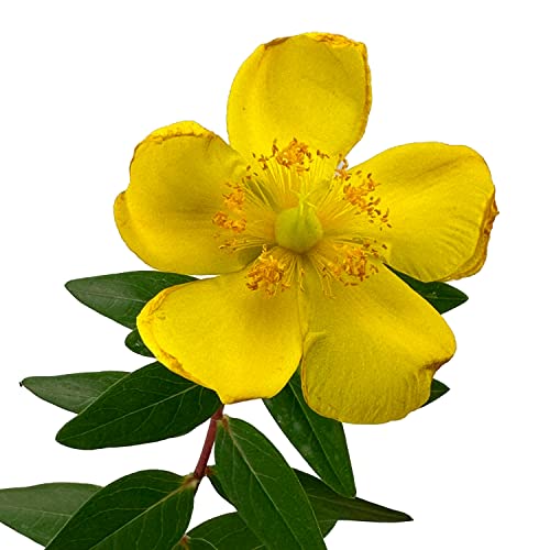 st. john's wort oil for wellness