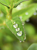 st. john's wort plant poster art