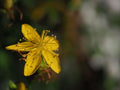 st. john's wort poster print