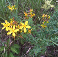 st. john's wort seeds for herbal garden