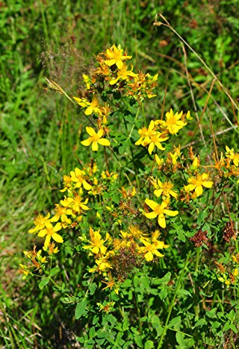 st. john's wort tea for emotional balance