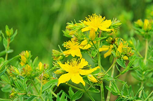 st. john's wort tea for mood balance