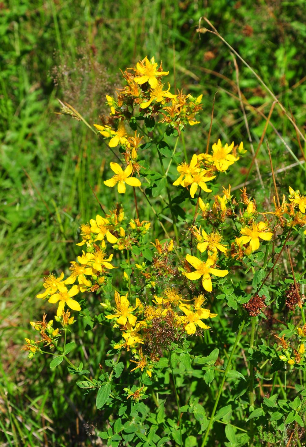 st. john's wort tea for overall health