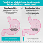 Stabilized allicin for digestive support