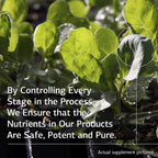 Standard Process mineral supplement for strong bones