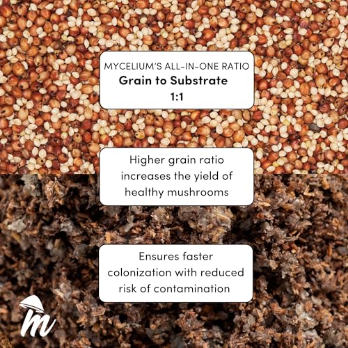step-by-step mushroom growing guide