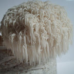 sterile syringe for Lion's Mane cultivation