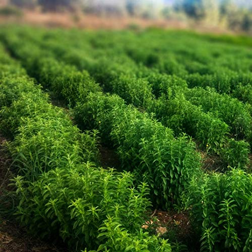 stevia extract for a healthier lifestyle