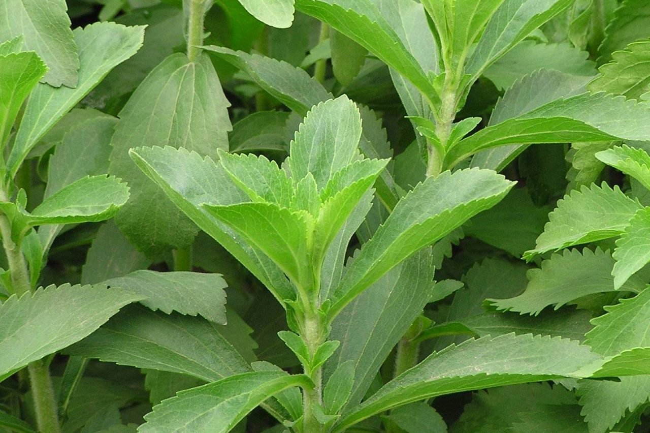 stevia leaf extract benefits explained