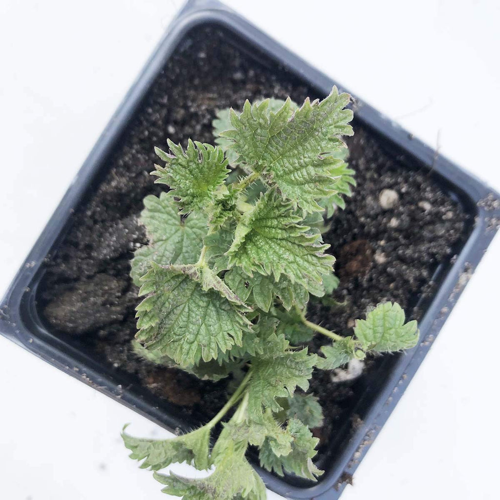 stinging nettle benefits for hormones