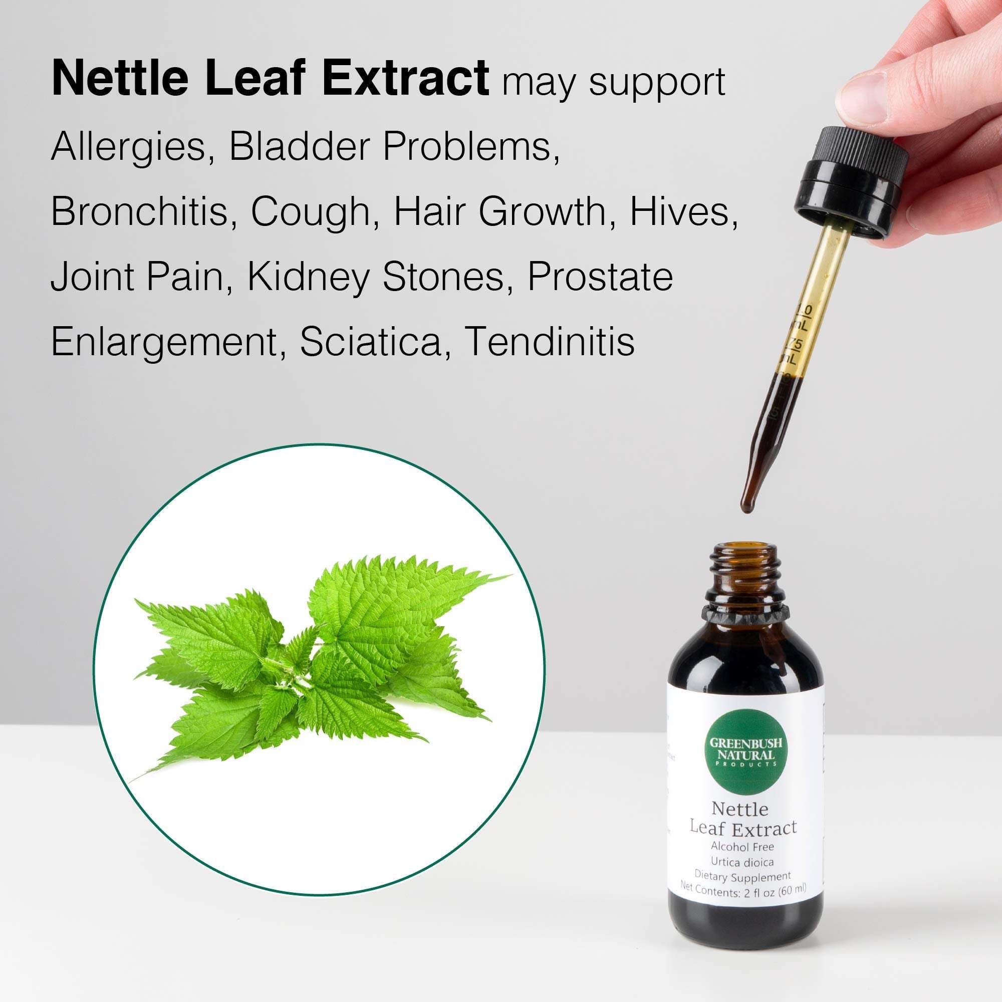stinging nettle benefits for immune support