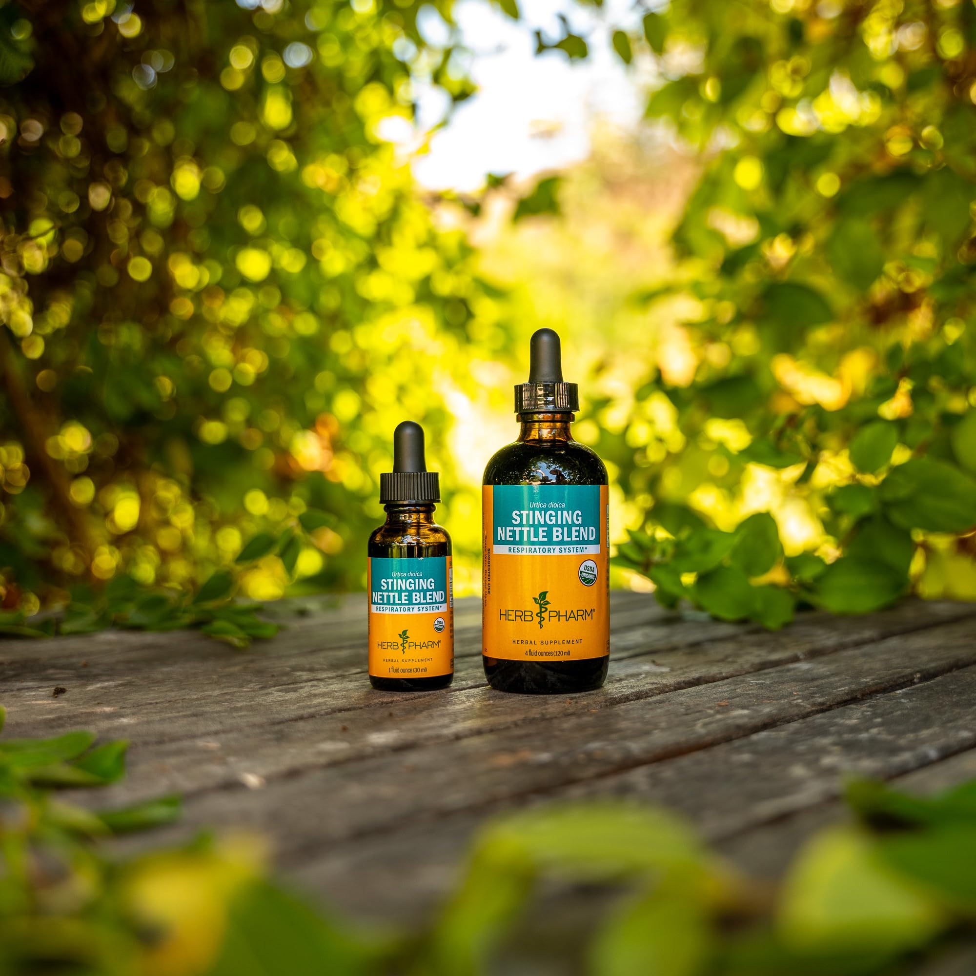 stinging nettle extract for overall health