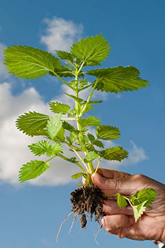 stinging nettle for allergy relief