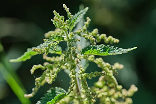stinging nettle for herbal remedies
