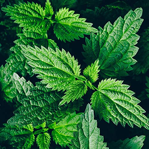 stinging nettle for natural health
