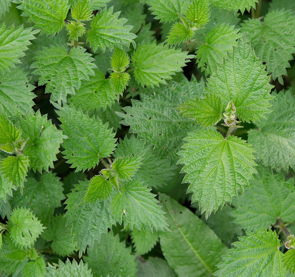 stinging nettle for nursing mothers