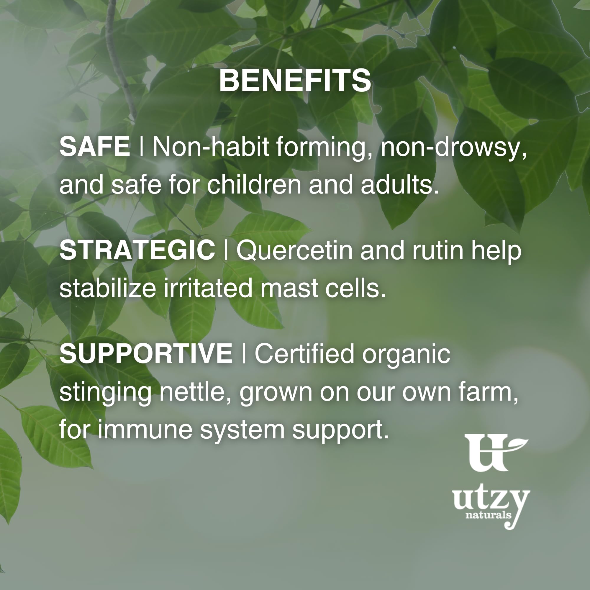 Stinging nettle for respiratory wellness