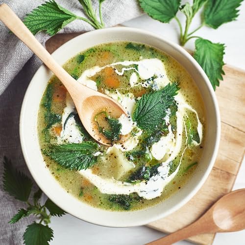stinging nettle in traditional medicine