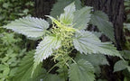 Stinging nettle powder for men's health