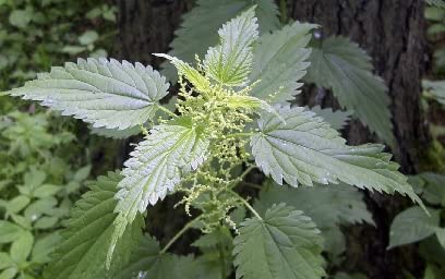 Stinging nettle powder for men's health