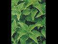 stinging nettle seeds for herbal remedies