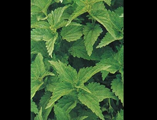 stinging nettle seeds for herbal remedies