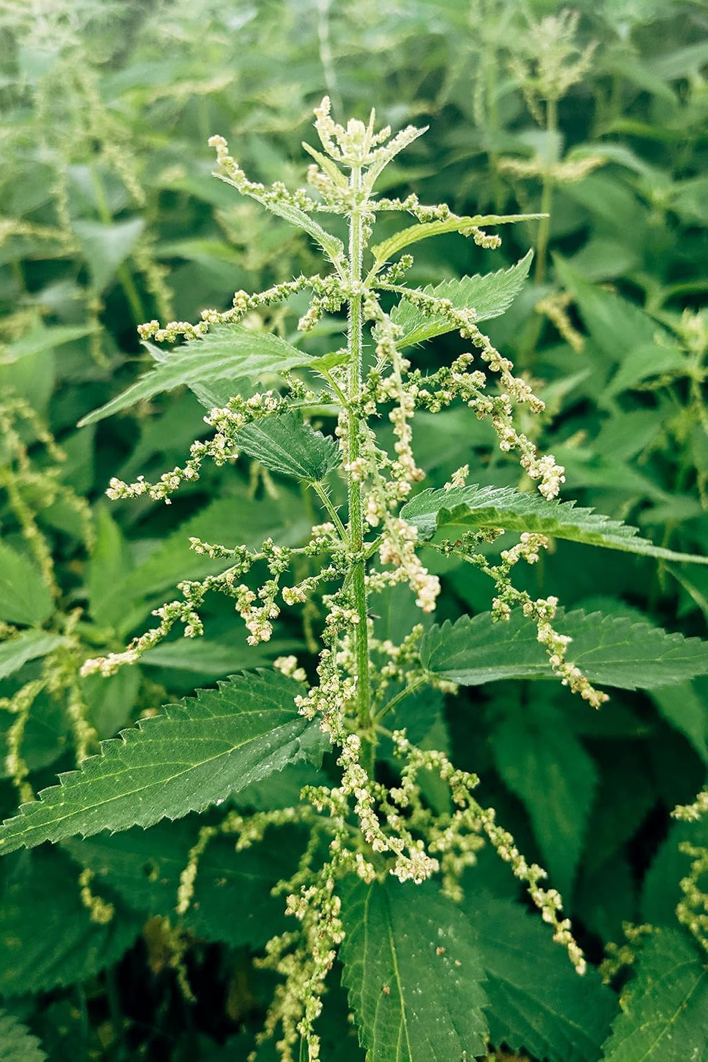 stinging nettle seeds for herbal teas