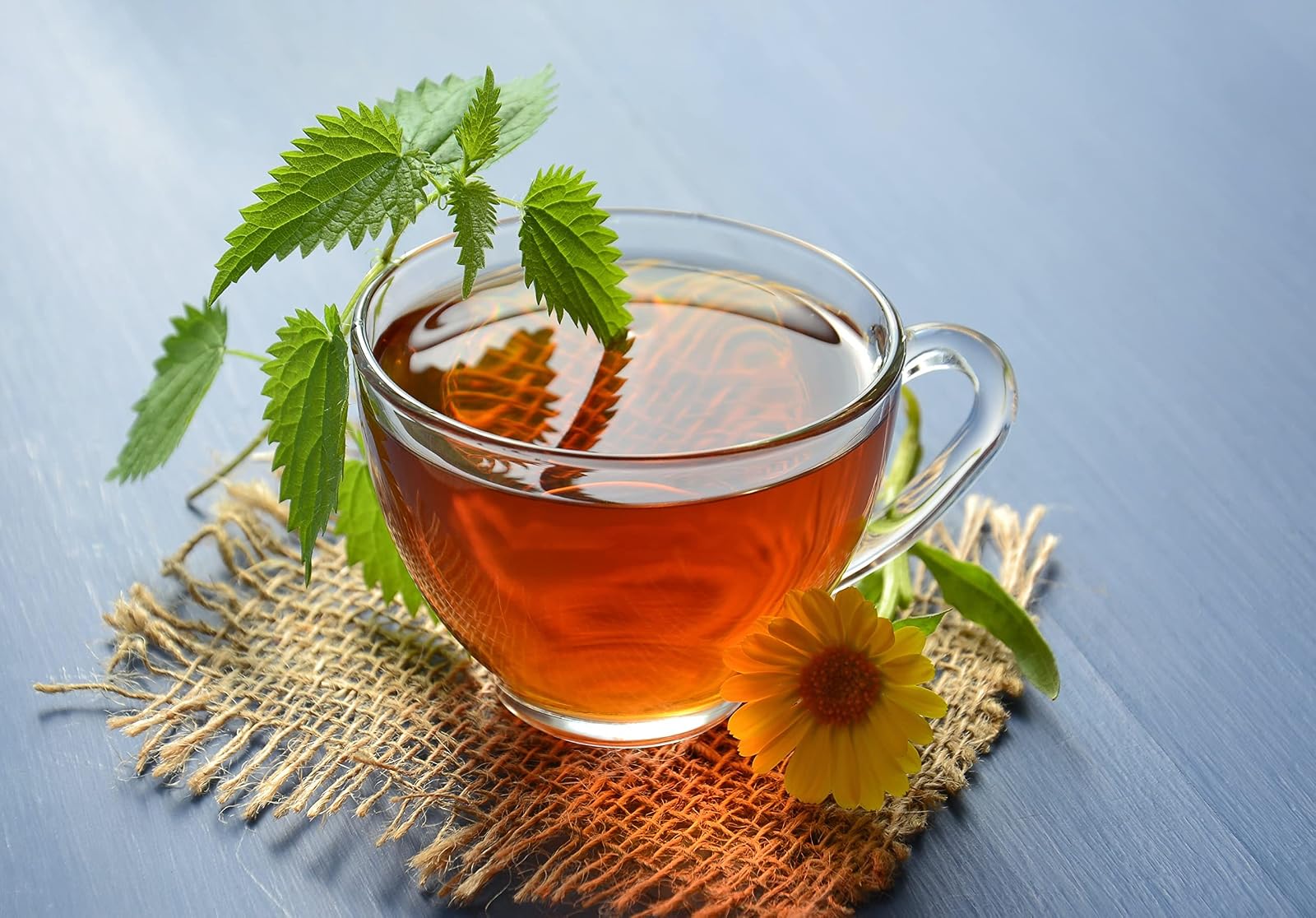 stinging nettle seeds for immune support