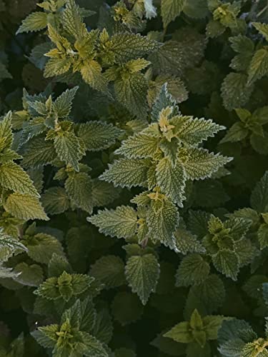 stinging nettle seeds for wellness