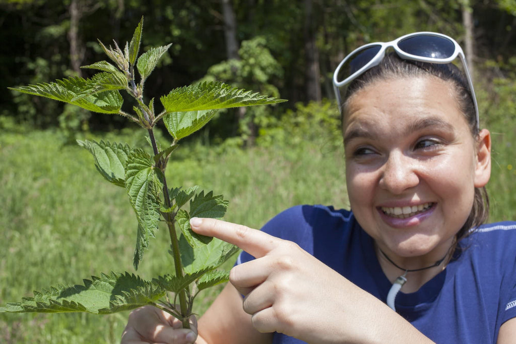 stinging nettle tea for allergies