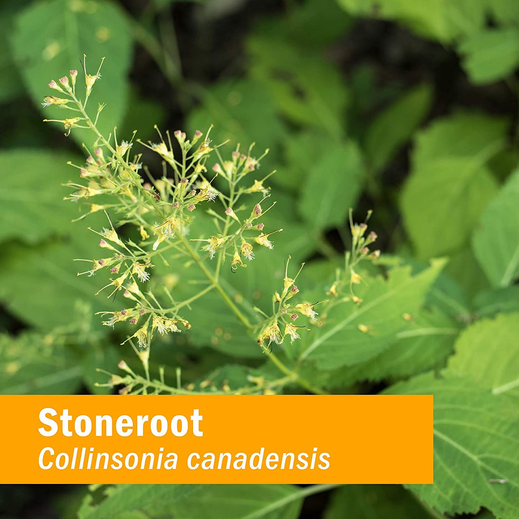 Stoneroot Blend for soothing effects
