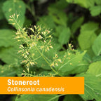 Stoneroot Blend for soothing effects