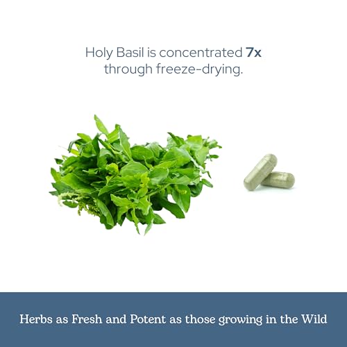 stress management holy basil supplement