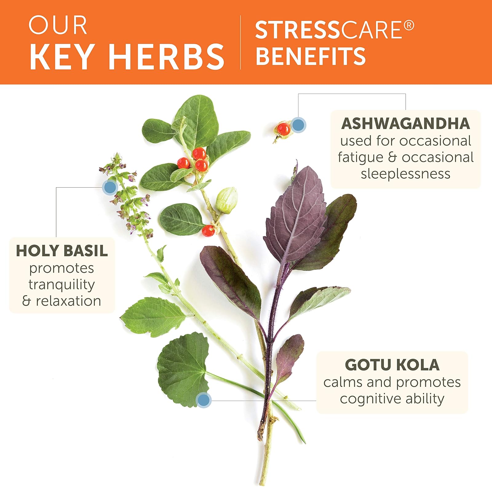 StressCare ashwagandha for daily calmness