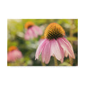 stunning echinacea artwork for home decor