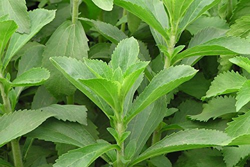 sugar alternative for baking recipes