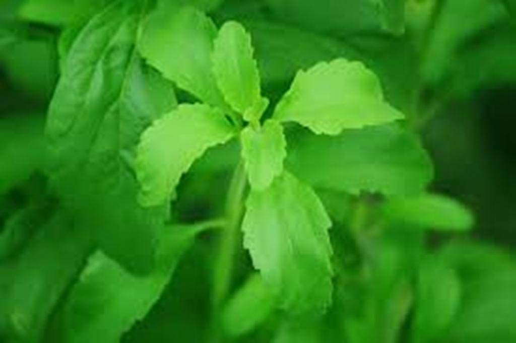 sugar substitute with stevia benefits